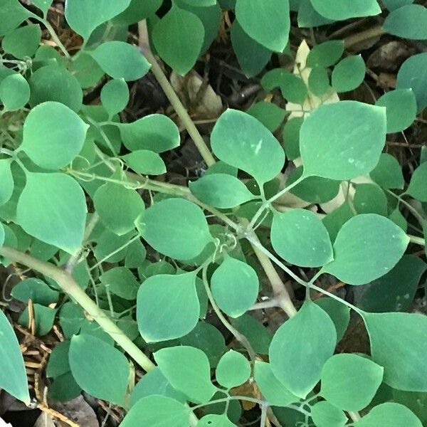 Yellow Bleeding Heart Vine (Dactylicapnos Scandens) Care Guide: Water ...