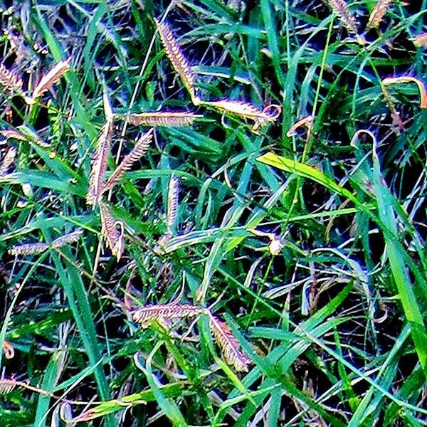 Durban Grass (Dactyloctenium Australe) Plant Care & How to Grow, Water