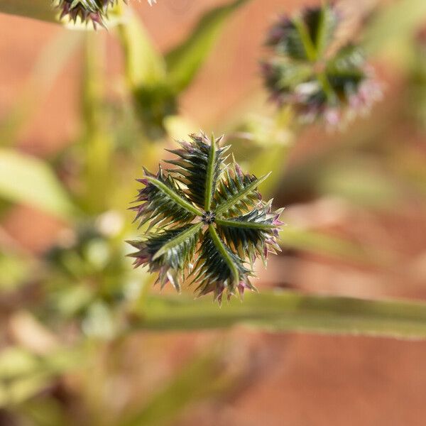 Buttongrass (Dactyloctenium Radulans) Plant Care & How to Grow, Water