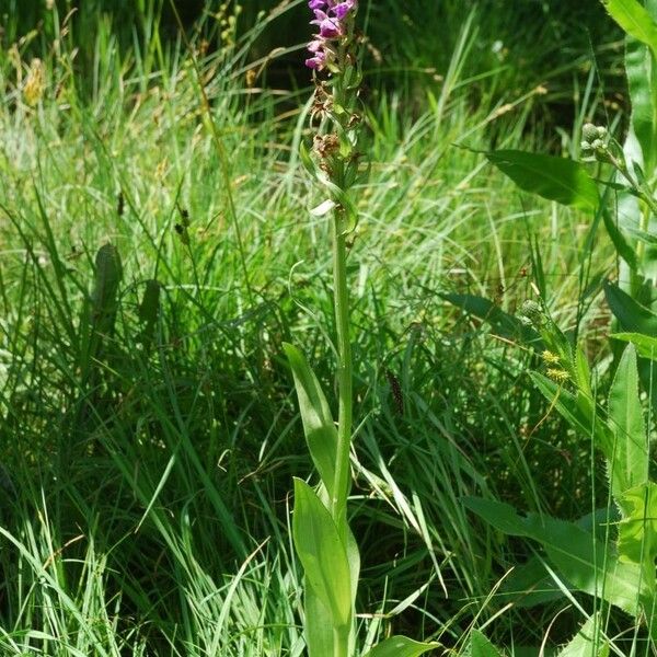Dactylorhiza Angustata Care Guide: Water, Soil & Propagation - Plantiary