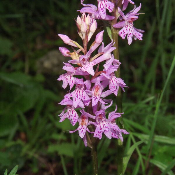 Wedge-Lipped Orchid (Dactylorhiza Saccifera) Care Guide: Water, Soil ...