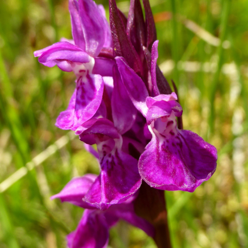 Narrow-Leaved Marsh-Orchid (Dactylorhiza Traunsteineri) Care Guide ...