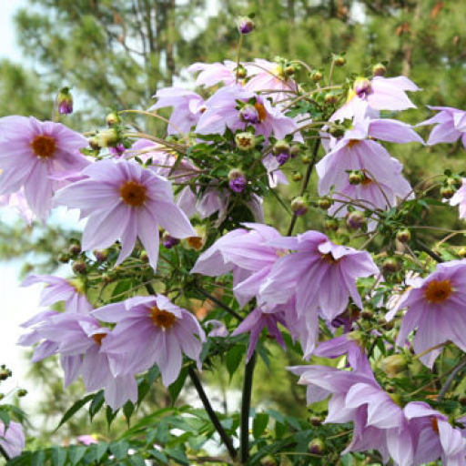 Tree Dahlia (Dahlia Imperialis) Plant Care & How to Grow, Water