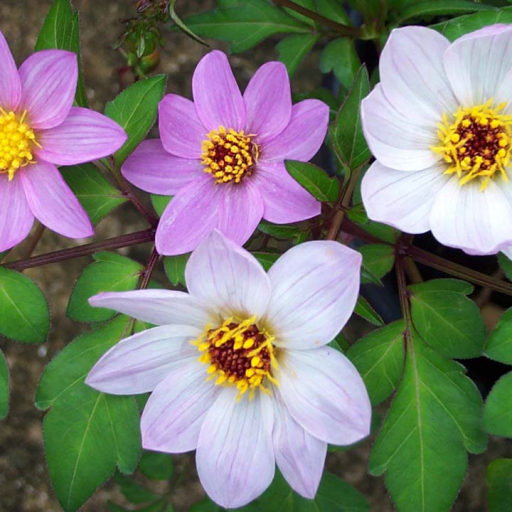 Mystic Dreamer (Dahlia Merckii) Plant Care & How to Grow, Water