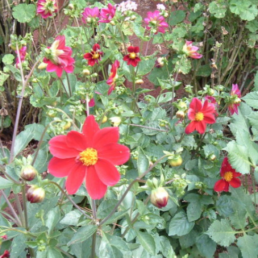 Garden Dahlia (Dahlia X Pinnata) Plant Care & How to Grow, Water