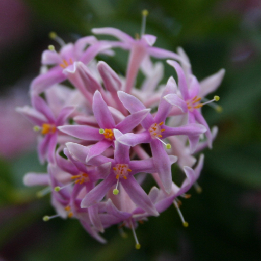 Pom-Pom Tree (Dais Cotinifolia) Plant Care & How to Grow, Water