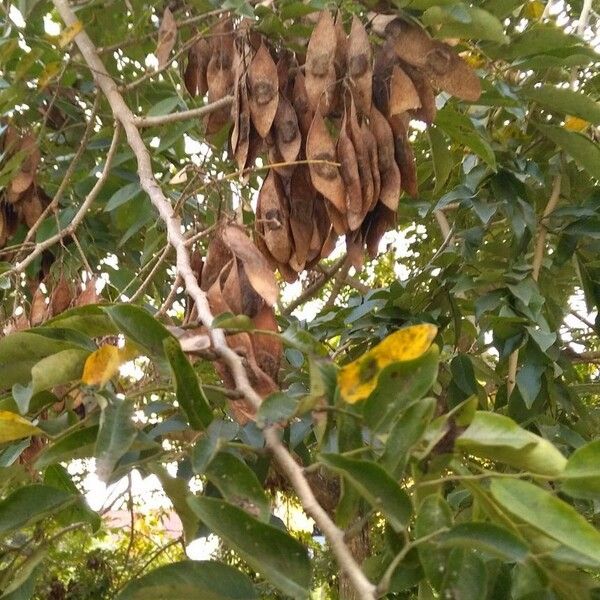 Hardy Rosewood (Dalbergia Hupeana) Plant Care & How to Grow, Water