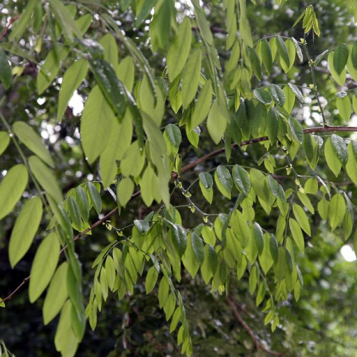 Cocobolo (Dalbergia Retusa) Plant Care & How to Grow, Water