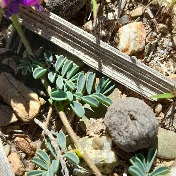 Dalea Boliviana Plant Care & How to Grow, Water