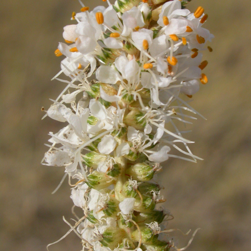 White Prairie Clover (Dalea Candida) Plant Care & How to Grow, Water