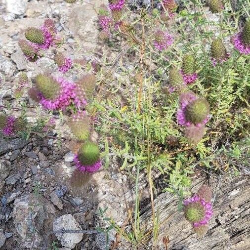 Compact Prairie Clover (Dalea Compacta) Plant Care & How to Grow, Water