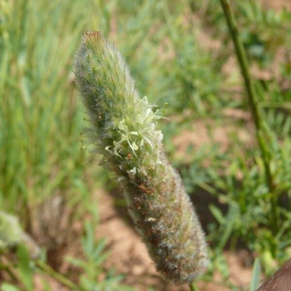 Andean Prairie Clover (Dalea Cylindriceps) Plant Care & How to Grow, Water