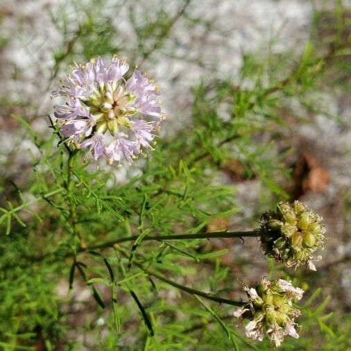 Feay's Prairie Clover (Dalea Feayi) Plant Care & How to Grow, Water