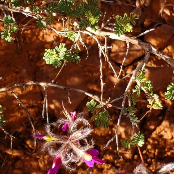 Feather-Plume (Dalea Formosa) Plant Care & How to Grow, Water