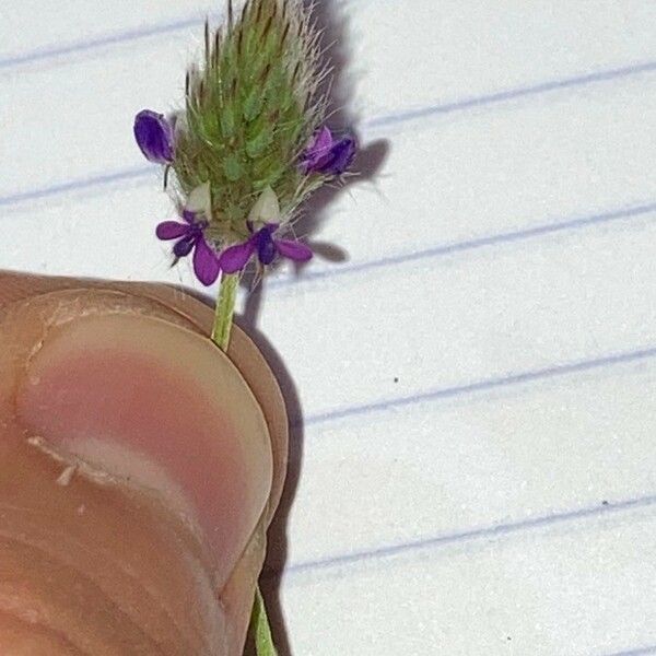 Dalea Humilis Care Guide: Water, Soil & Propagation - Plantiary
