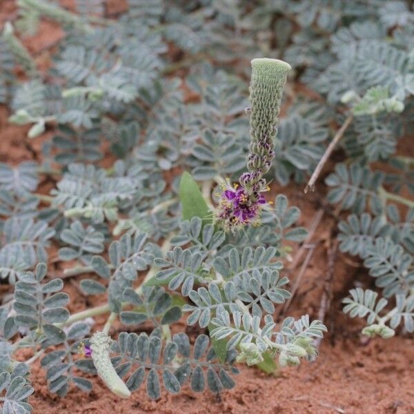 Woolly Prairie Clover (Dalea Lanata) Plant Care & How to Grow, Water