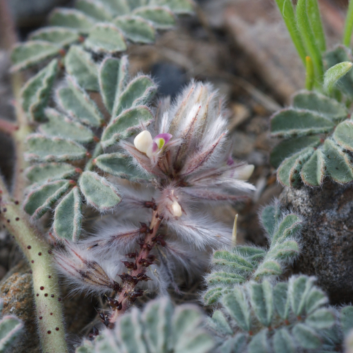 Hairy Prairie Clover (Dalea Mollis) Plant Care & How to Grow, Water