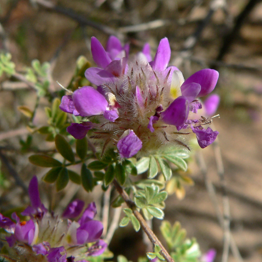 Santa Catalina Prairie Clover (Dalea Pulchra) Plant Care & How to Grow ...