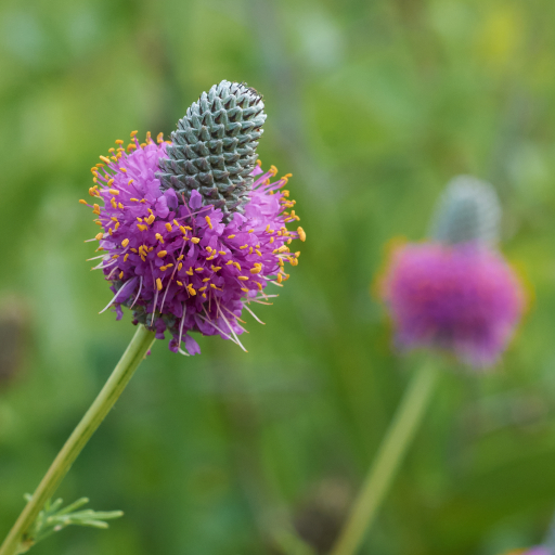 Purple Prairie Clover (Dalea Purpurea) Plant Care & How to Grow, Water