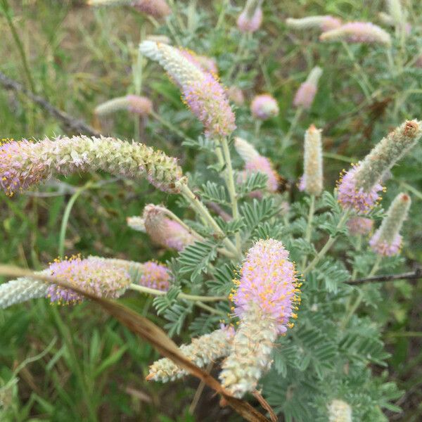 Silky Prairie Clover (Dalea Villosa) Plant Care & How to Grow, Water