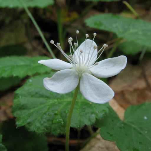 Robin Runaway (Dalibarda Repens) Plant Care & How to Grow, Water