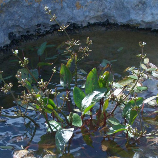 Starfruit (Damasonium Alisma) Plant Care & How to Grow, Water