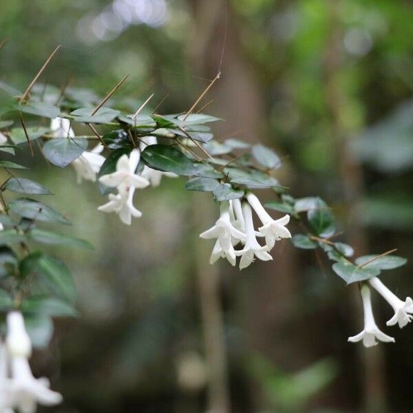 Damnacanthus Indicus Plant Care & How to Grow, Water