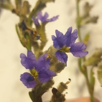 Dampiera Lanceolata Plant Care & How to Grow, Water