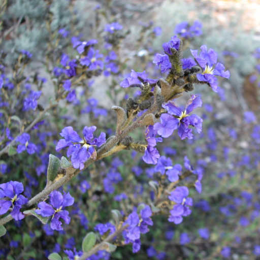 Purple Dampiera (Dampiera Purpurea) Plant Care & How to Grow, Water