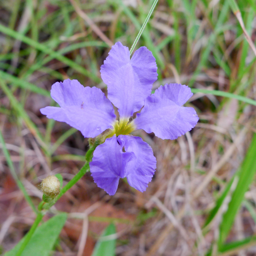 Blue Dampiera (Dampiera Stricta) Plant Care & How to Grow, Water