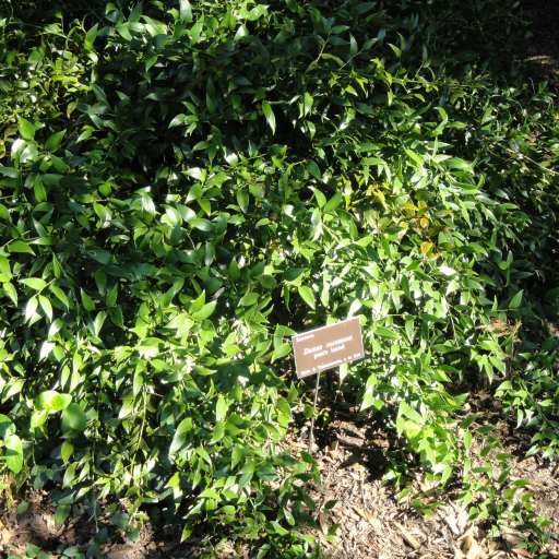 Alexandrian Laurel (Danae Racemosa) Plant Care & How to Grow, Water