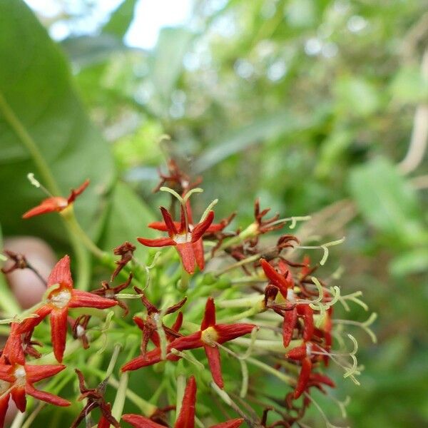 Fragrant Danaid (Danais Fragrans) Care Guide: Water, Soil & Propagation ...