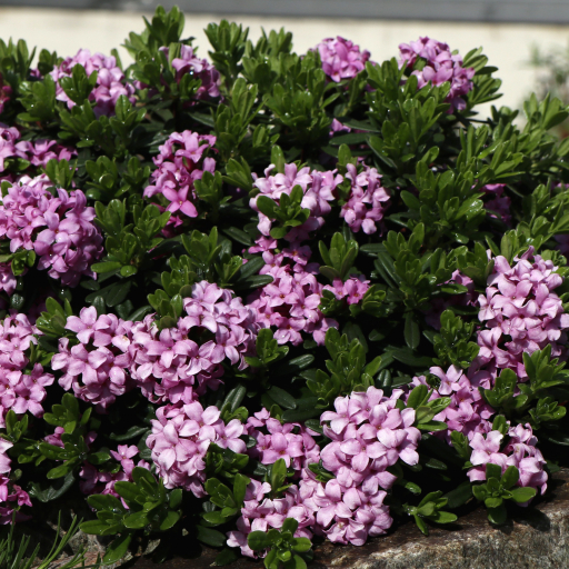 Daphne Arbuscula Plant Care & How to Grow, Water