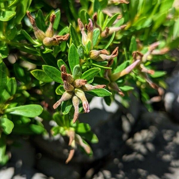 Daphne Domini Care Guide: Water, Soil & Propagation - Plantiary