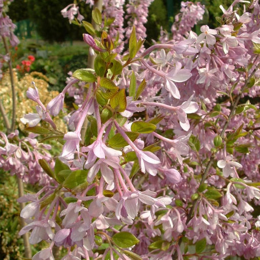 Lilac Daphne Plant Care & How to Grow, Water
