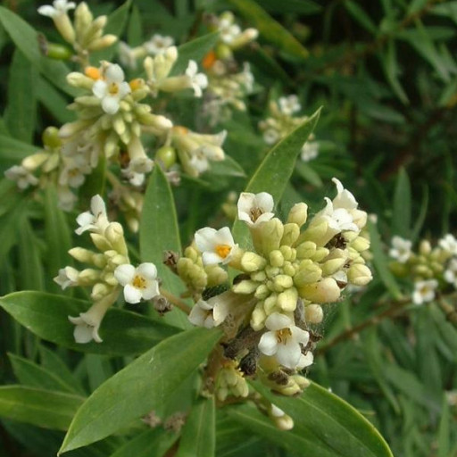 Flax-Leaved Daphne (Daphne Gnidium) Plant Care & How to Grow, Water