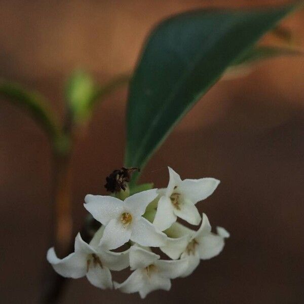 White Daphne (Daphne Kiusiana) Plant Care & How to Grow, Water