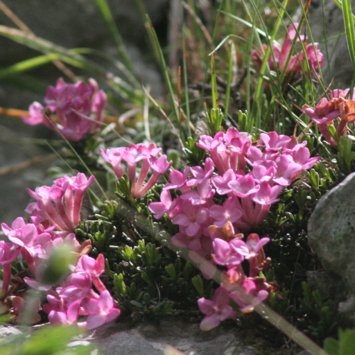 Rock Mezereon (Daphne Petraea) Care Guide: Water, Soil & Propagation ...