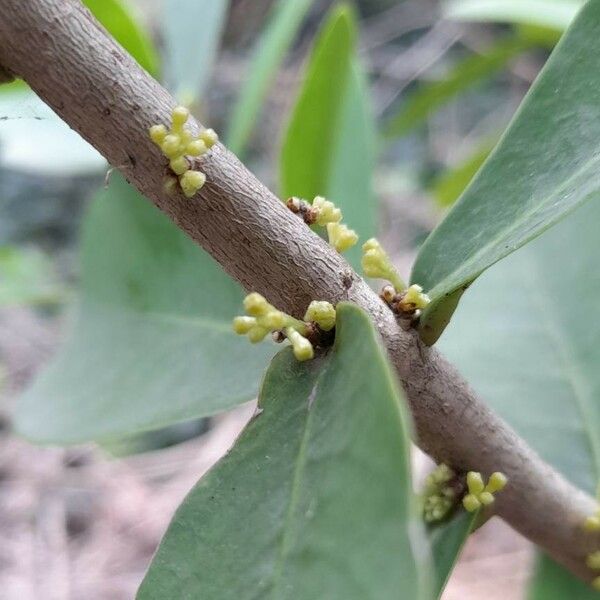 Daphnopsis Racemosa Plant Care & How to Grow, Water