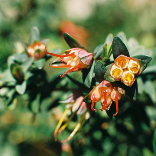 Lemon-Scented Darwinia (Darwinia Citriodora) Plant Care & How to Grow ...