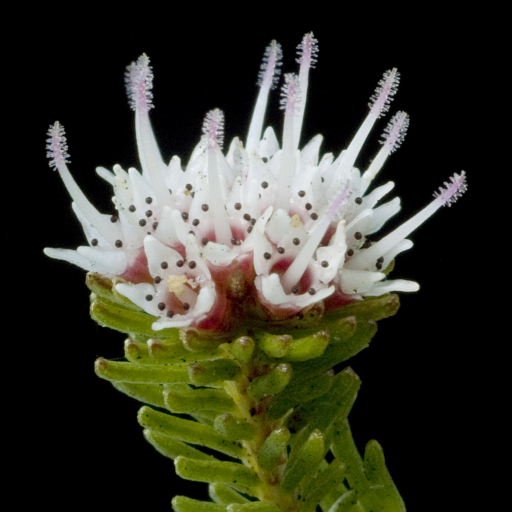 Darwinia Diosmoides Plant Care & How to Grow, Water