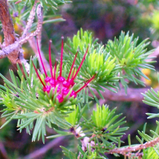 Darwinia Fascicularis Plant Care & How to Grow, Water