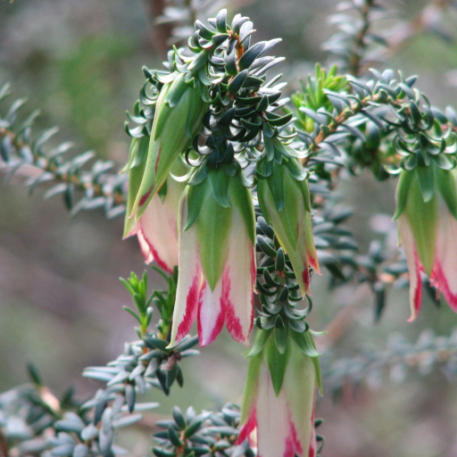 Cranbrook Bell (Darwinia Meeboldii) Care Guide: Water, Soil ...