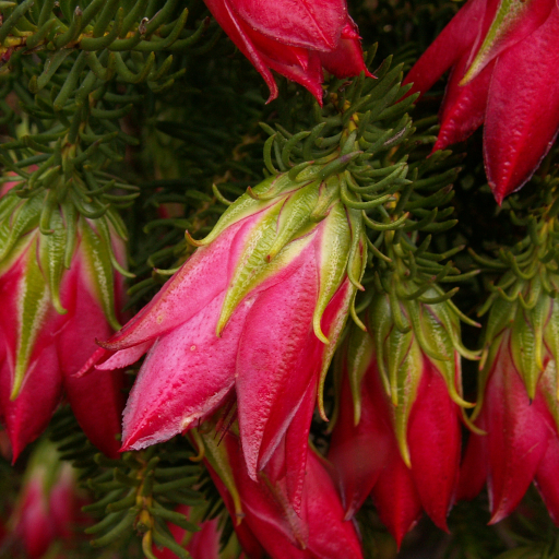 Gillam's Bell (Darwinia Oxylepis) Care Guide: Water, Soil & Propagation ...