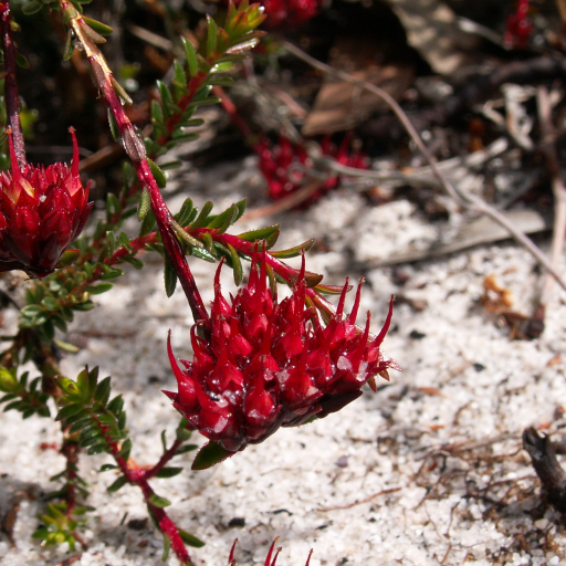 Darwinia Virescens Care Guide: Water, Soil & Propagation - Plantiary