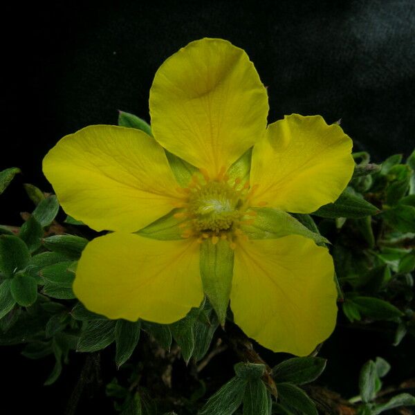 Dasiphora Arbuscula Plant Care & How to Grow, Water