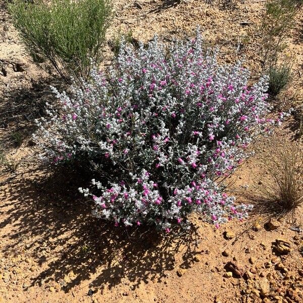 Native Foxglove (Dasymalla Terminalis) Plant Care & How to Grow, Water