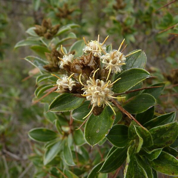 Dasyphyllum Ferox Plant Care & How to Grow, Water