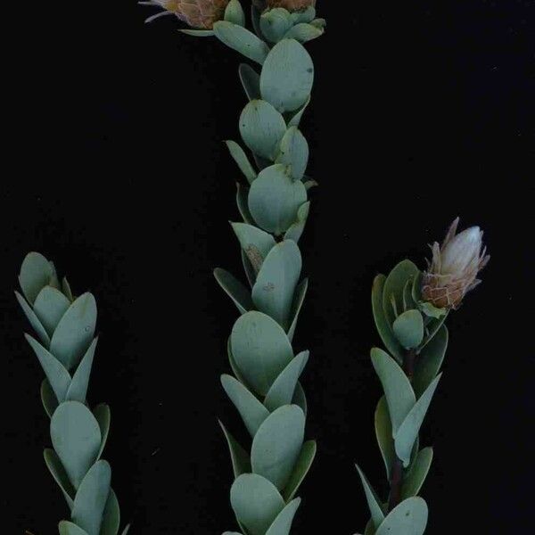 Dasyphyllum Reticulatum Plant Care & How to Grow, Water