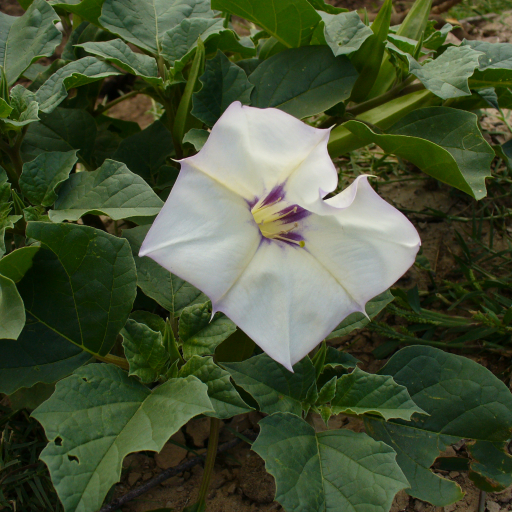 Desert Thorn-apple (Datura Discolor) Plant Care & How to Grow, Water